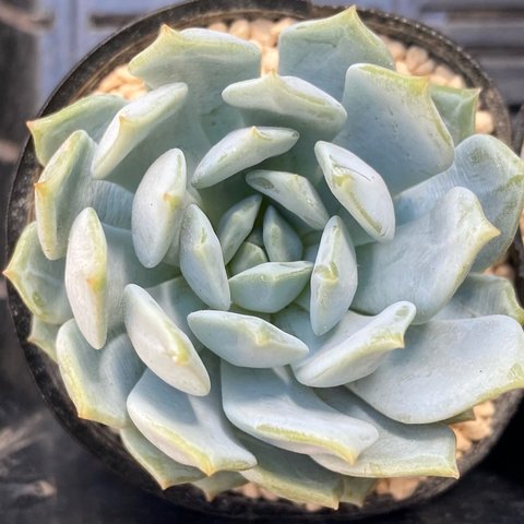 ① ラウル錦 韓国苗 多肉植物 エケベリア (☆ エケベリアシック ① ラウル錦 韓国苗 多肉植物 エケベリア (☆ エケベリアシック