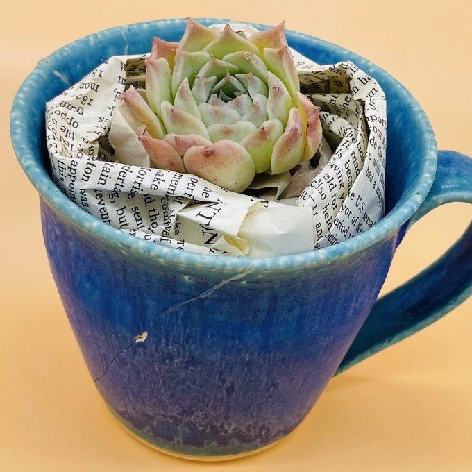 売却済み。3/11寄せ植えに♪多肉植物カット苗セット 惜しかっ 売却済み。3/11寄せ植えに♪多肉植物カット苗セット 惜しかっ