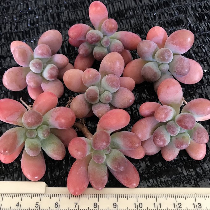 多肉植物 ぷくぷく系 ファットスター 抜き苗 1苗888円 - 愛多肉 多肉植物 ぷくぷく系 ファットスター 抜き苗 1苗888円 - 愛多肉